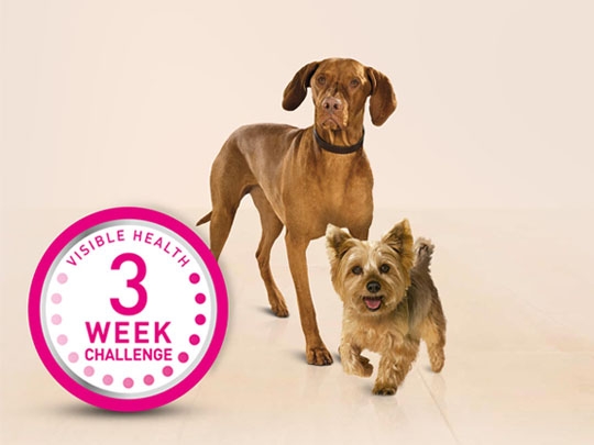 Take The Purina One 3 Week Challenge | Purina EU